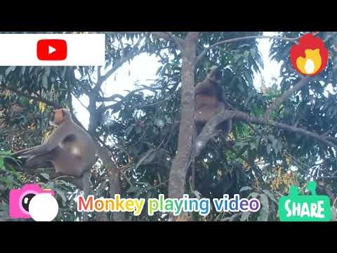 monkey playing video//monkey funny video//🐒🐒😱😱