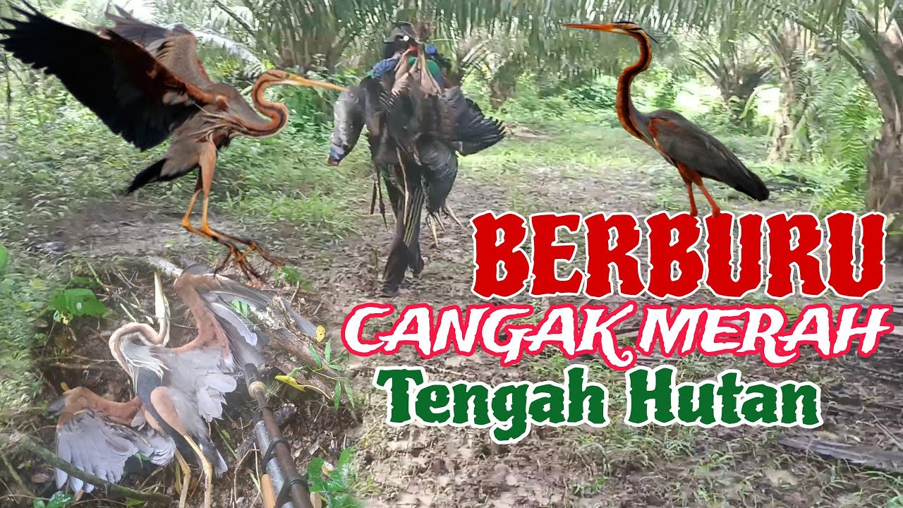 BERBURU CANGAK MERAH 🔴 Hunting Cangak Merah Bersarang Di Tengah Hutan ...