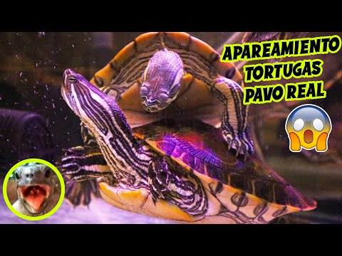TORTUGAS APAREANDOSE !!!!! 😱🐢🐢 NO CREERÁS LO QUE PASO !