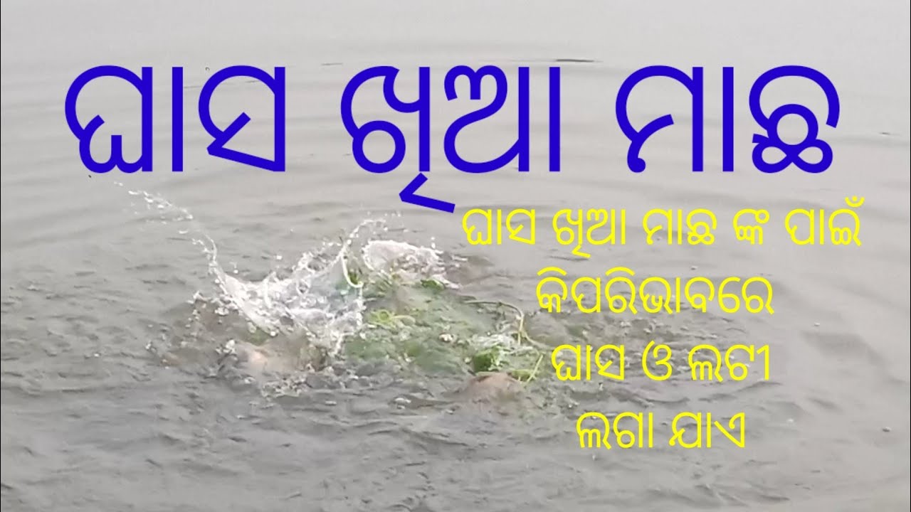 ଘାସ ଓ ଲଟୀ ଖାଇ 25 ଦିନରେ 150କିଲ||#ghasa o lati khia macha||How to start ...