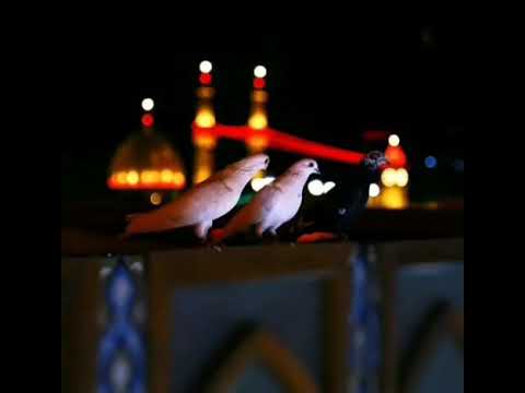 Səslərəm kərbübəla