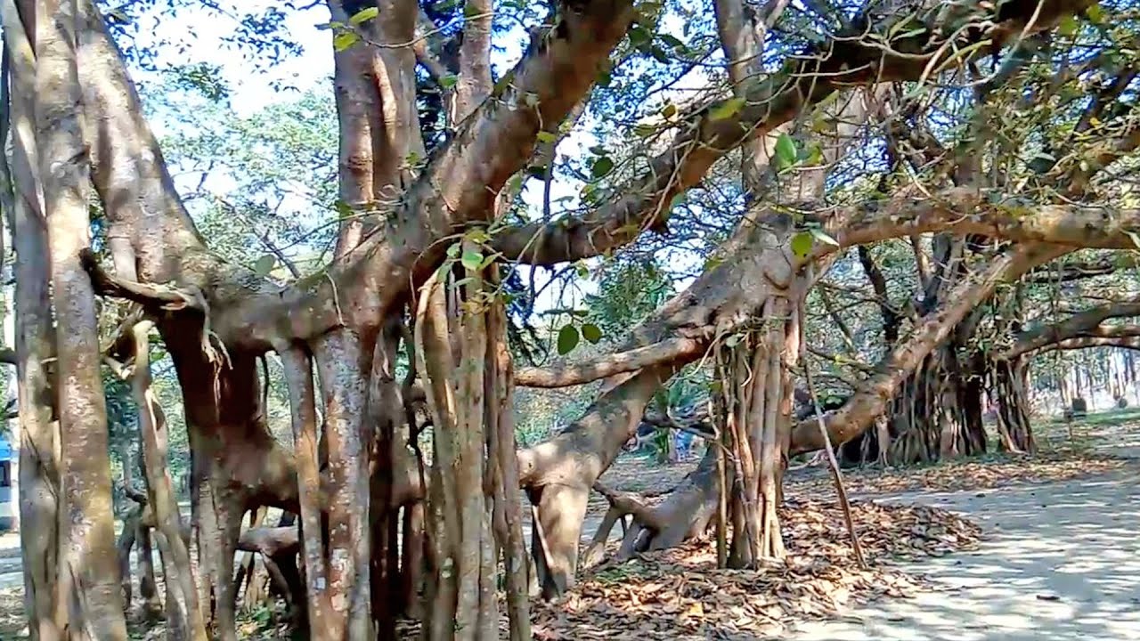 The Biggest Banyan Tree of Asia is in Suitolla Millickpur, Kaliganj ...