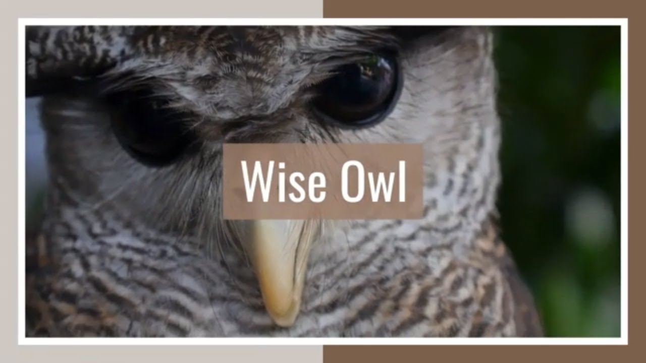 A Wise Owl | Short Moral Story | Kids Story | Bedtime Story - YouTube