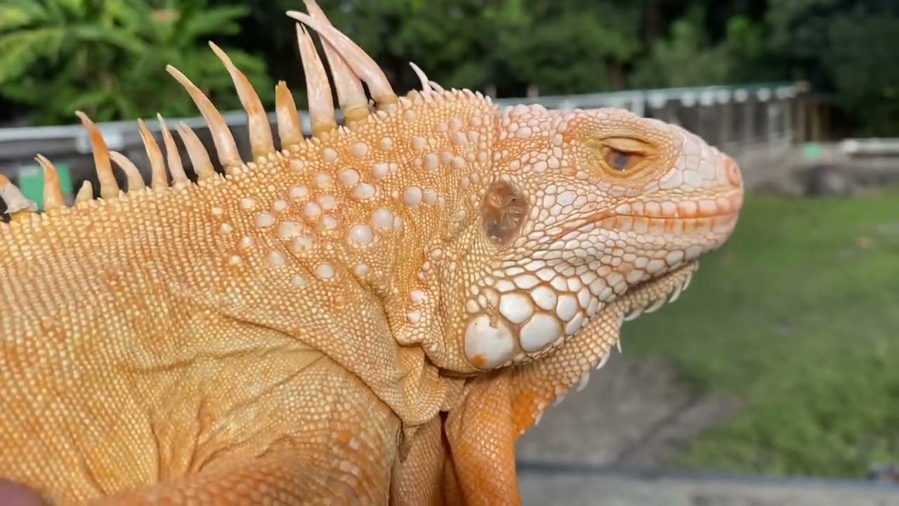 Blue Albino Iguana