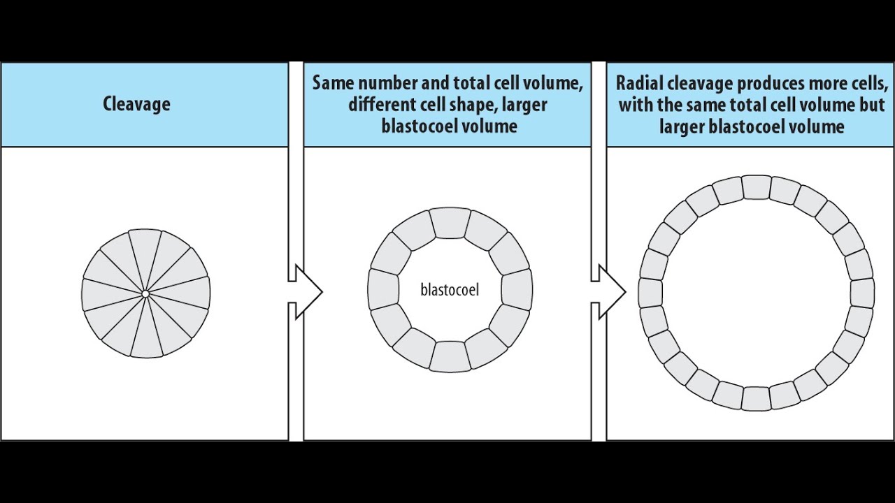 Blastula formation #Blastulation in sea urchin #developmental biology ...