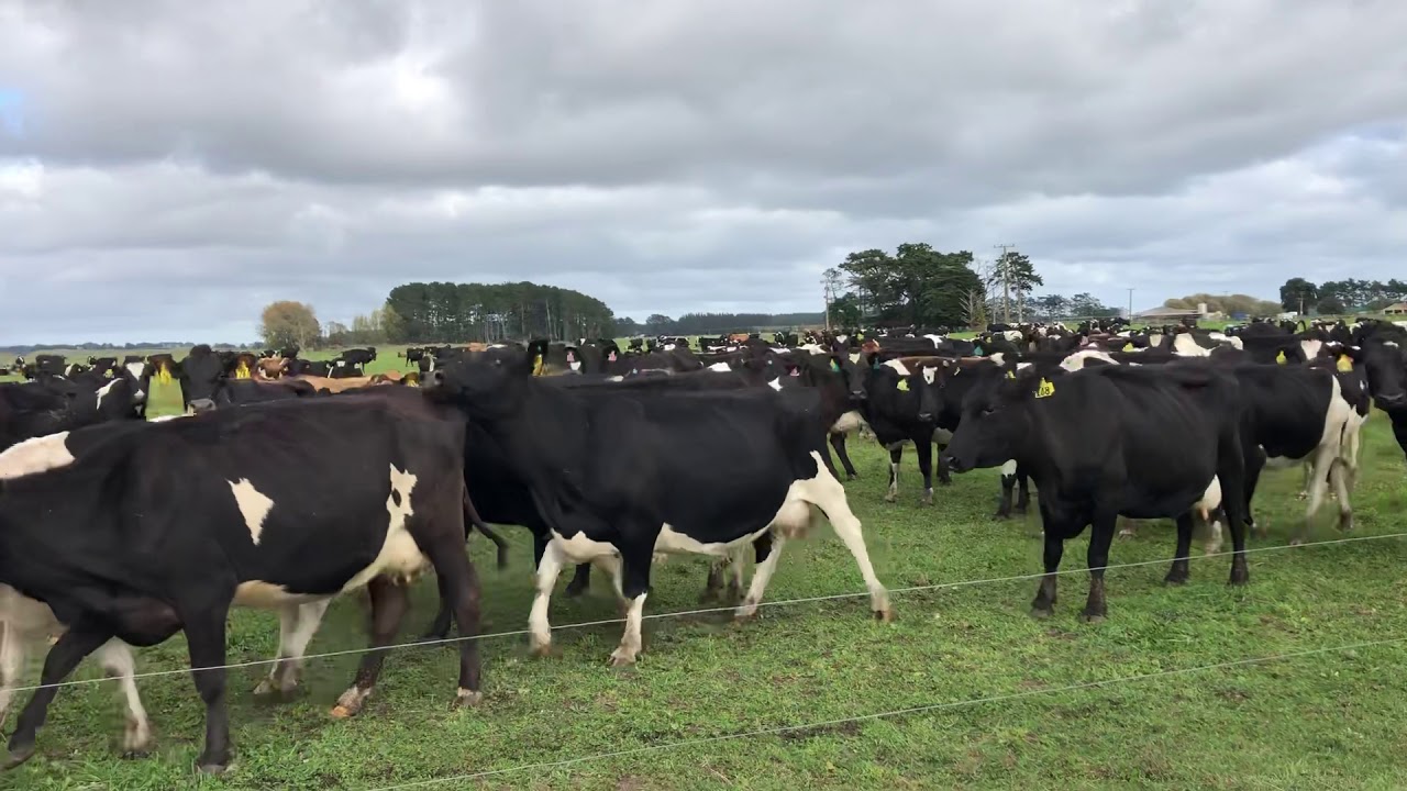 SAG - cows riding - YouTube