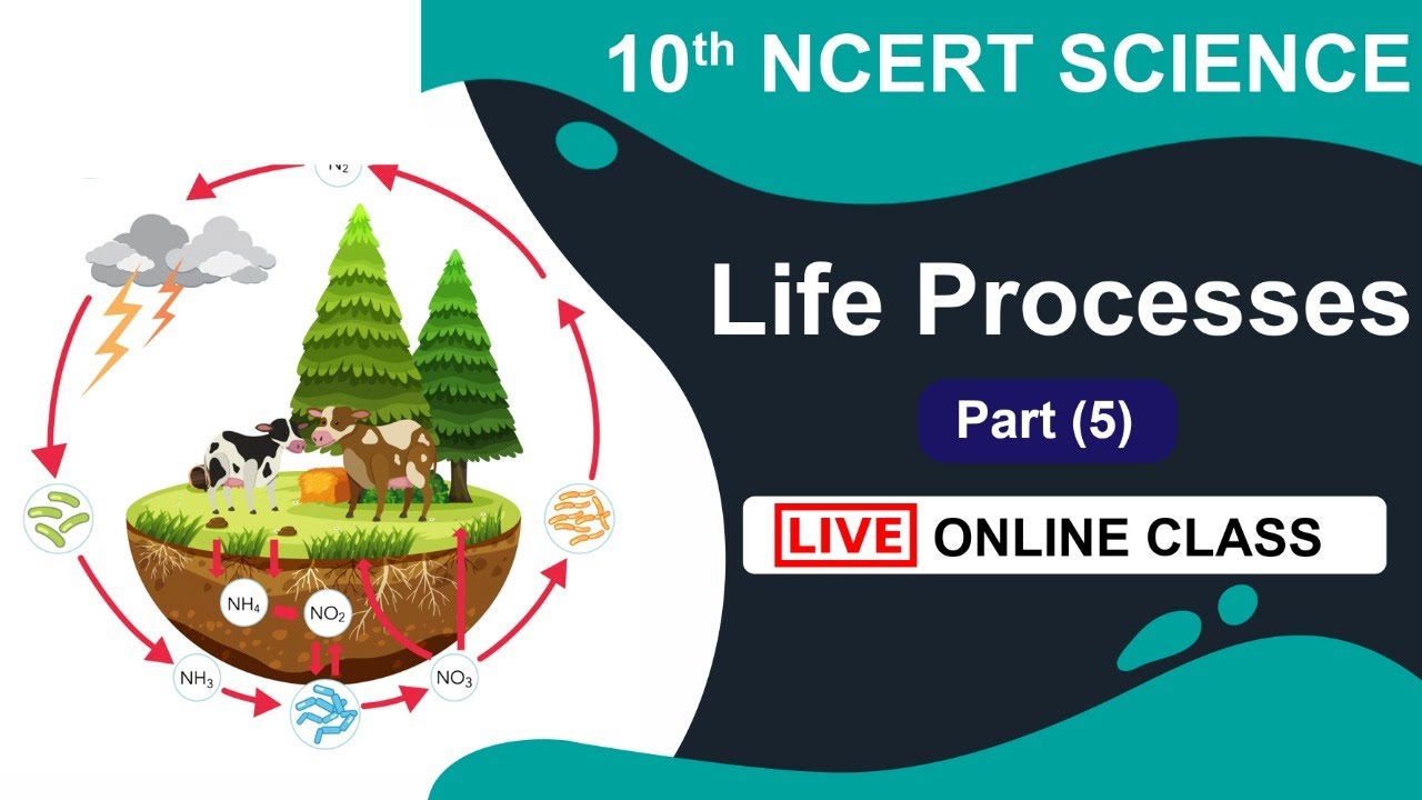CLASS 10th NCERT Science | Life Processes (Part-5) - YouTube