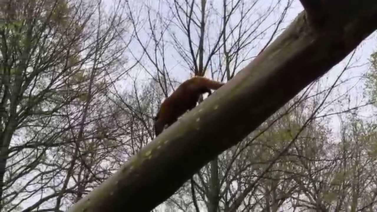 Rode neusberen in Planckendael - YouTube