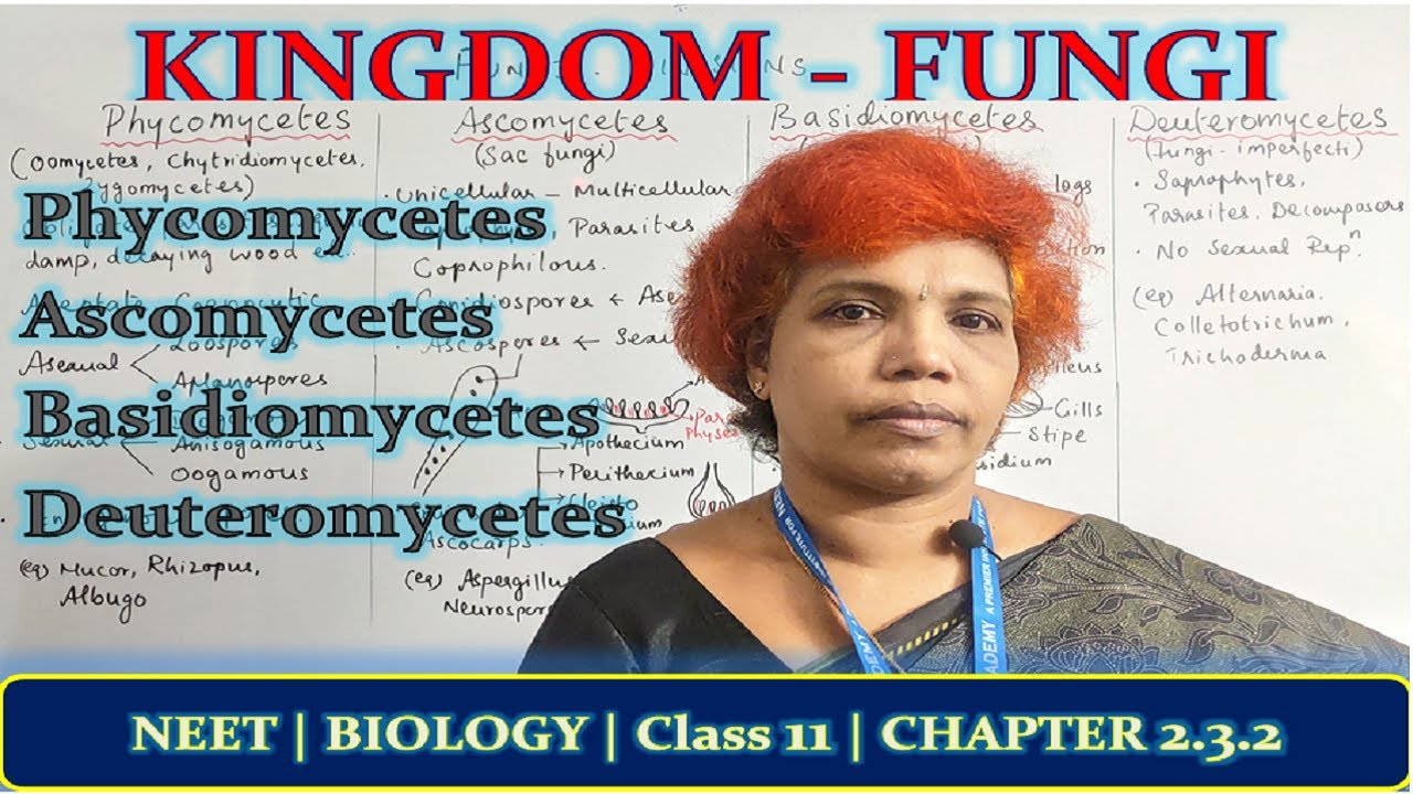 Kingdom Fungi | Phycomycetes | Ascomycetes | Basidiomycetes ...