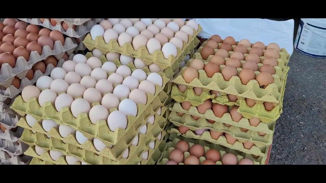 21 10 2023 istanbul Tuzla aydınlı mezbaga hayvan pazarı. - YouTube