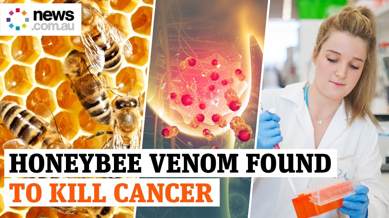 Honeybee venom found to kill cancer - YouTube