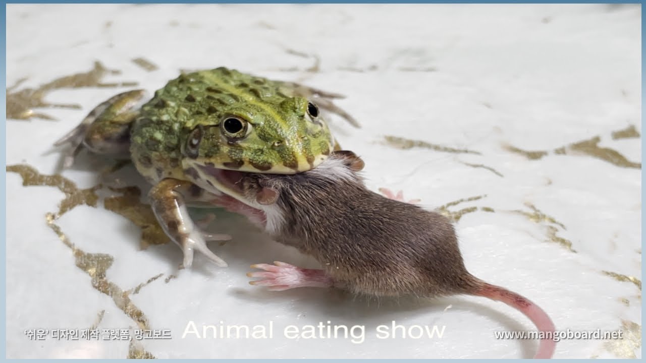 Fixie frog overpowering the mouse 【WARNING LIVE FEEDING】 - YouTube
