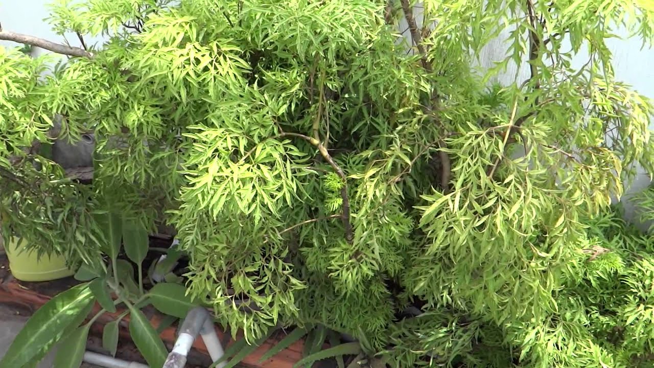 cay dinh lang - cay duoc lieu quy - YouTube