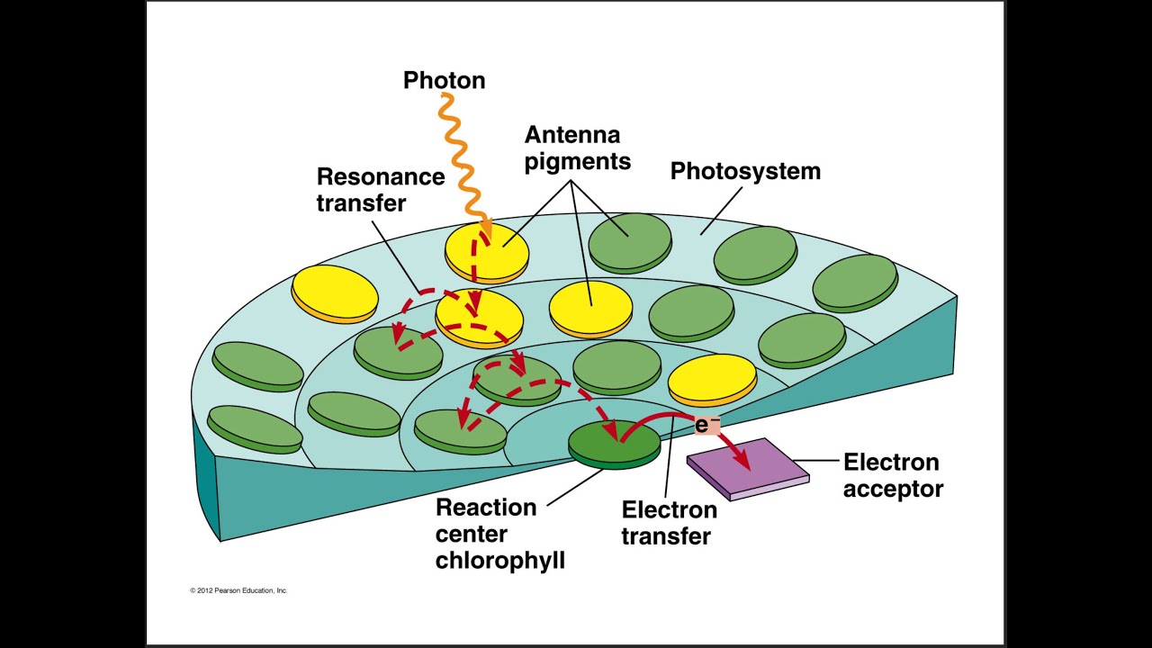 Lecture 3 Photosynthesis - YouTube