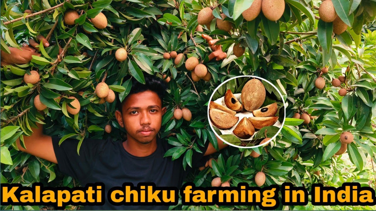 Kalapati chiku plant farming in India | Chiku successfully farming ...