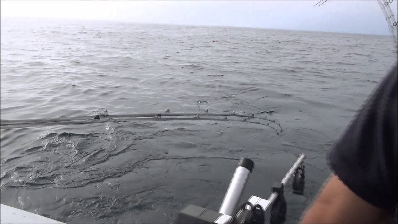 Salmon Wagon: King Salmon on Meat Rigs - YouTube