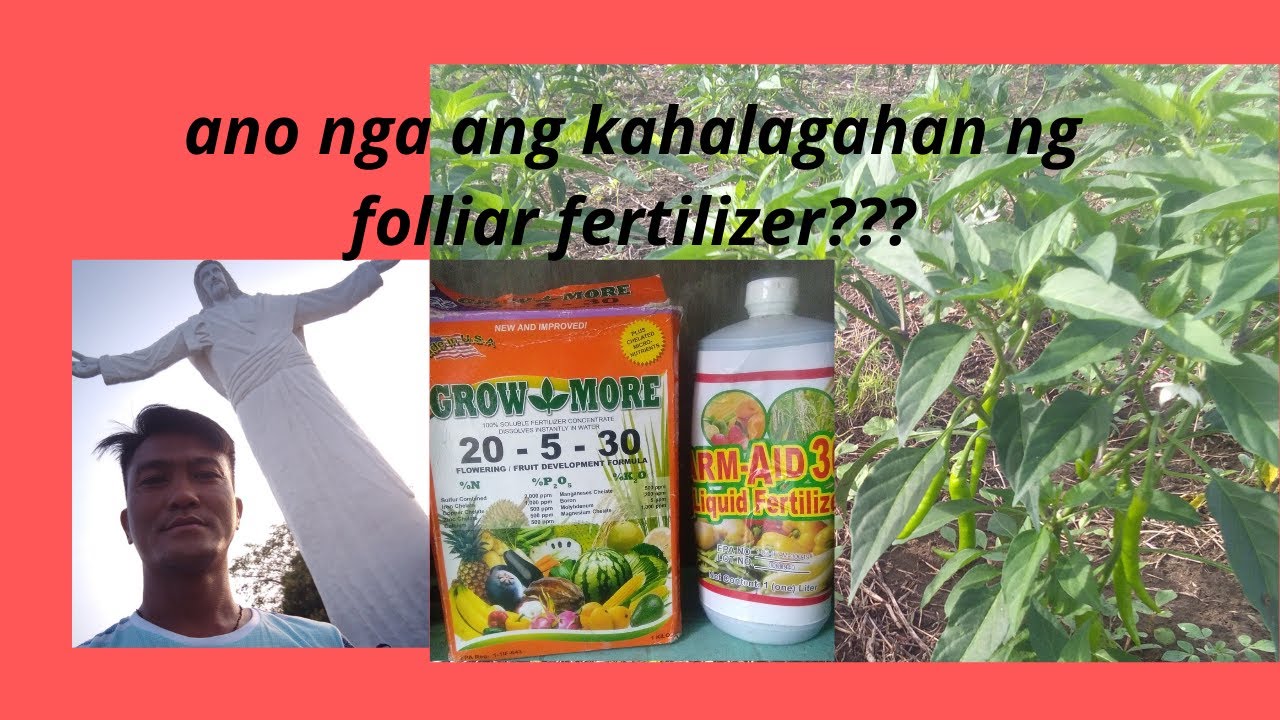 ANO ANG FOLIAR FERTILIZER AT ANG KAHALAGAHAN NITO/USE OF FOLIAR ...