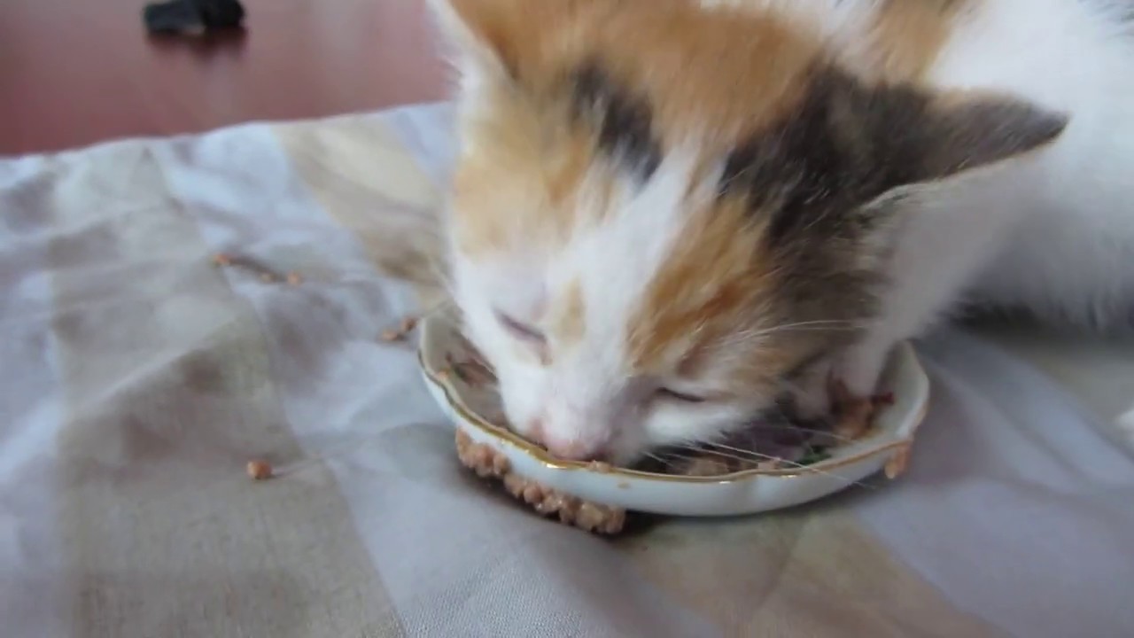 cute kitten first solid food kitten video - YouTube