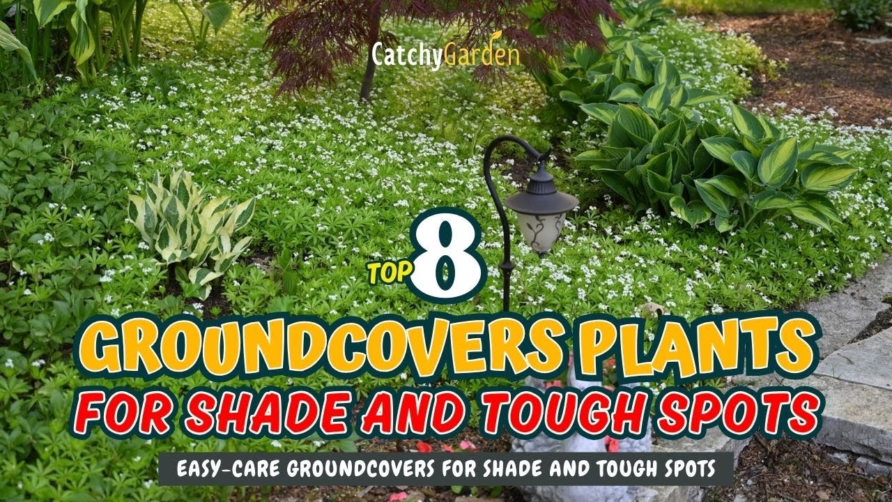 TOP 8 GROUNDCOVERS FOR SHADE and TOUGH SPOTS! 🌺🌳🌸 // Gardening Ideas ...