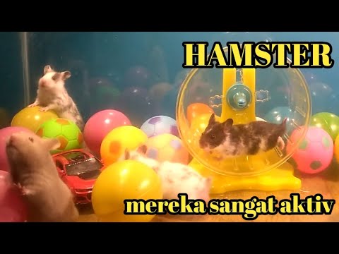 Hamster lucu mereka sangat aktiv | cute hamsters they are very active ...