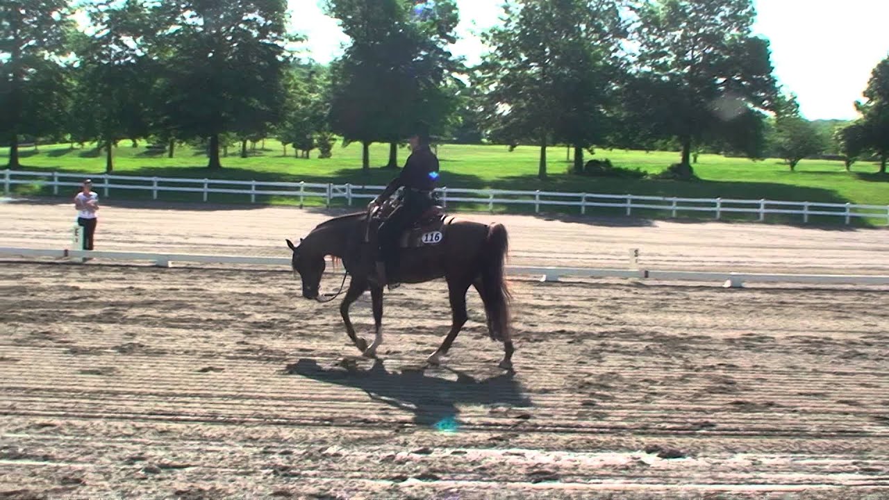 Western Dressage Level 2 Test 4 - YouTube