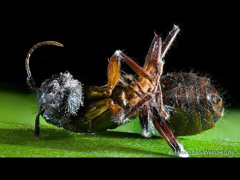 ant with white beard: awesome macro set up - YouTube