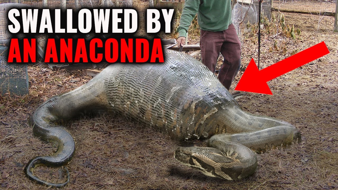 9 Terrifying Snake Encounters - YouTube