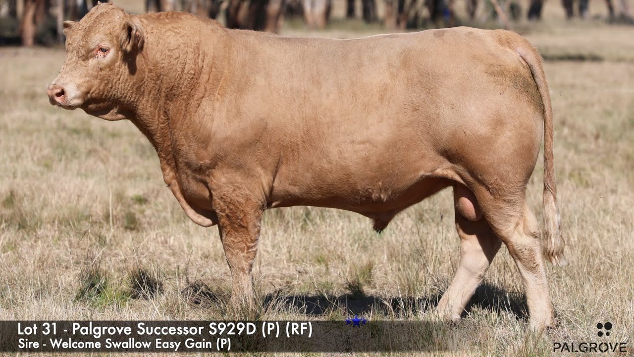 Lot 31 Palgrove Successor S929D (P) R/F - YouTube