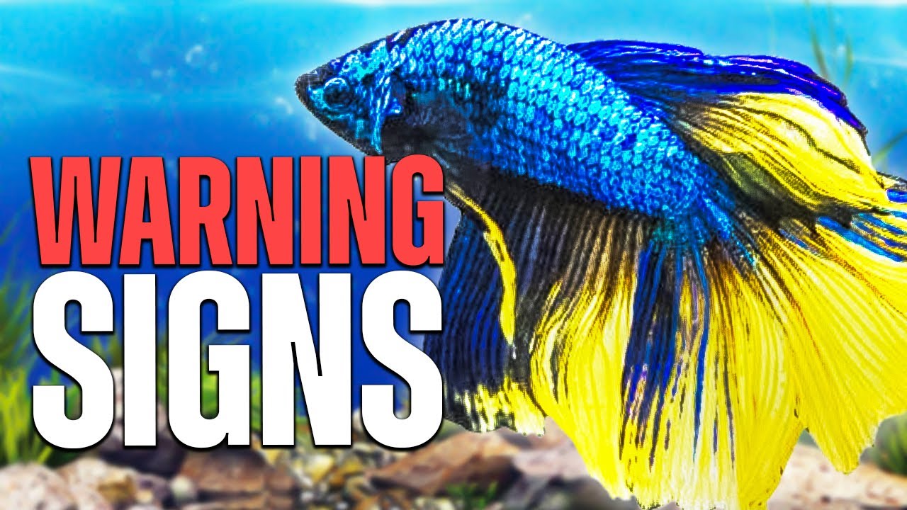 3 Signs Your Betta Fish is Dying: What You Need to Know - YouTube
