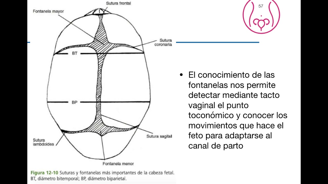 Anatomía De La Cabeza Fetal
