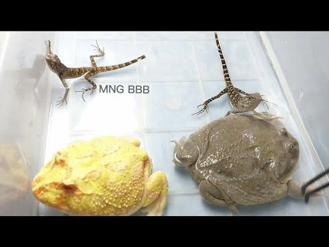 Live feeding / Horned frogs eating - YouTube