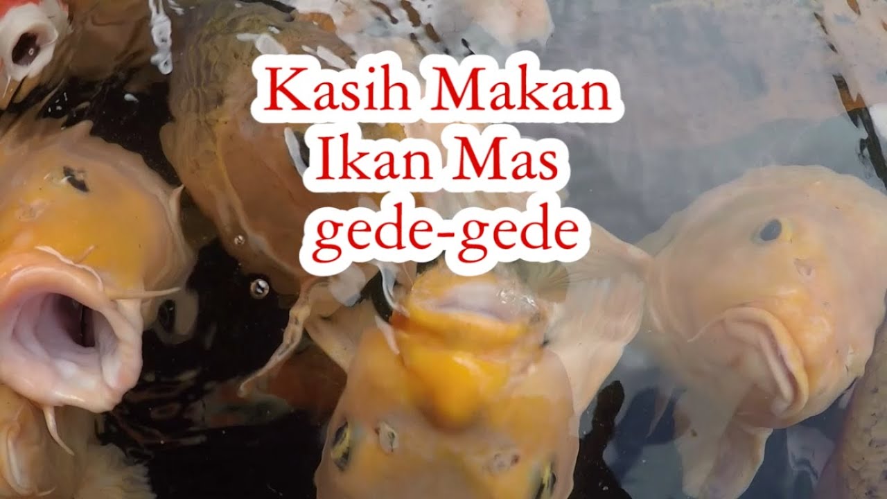 Kasih Makan Ikan Mas GEDE-GEDE - YouTube