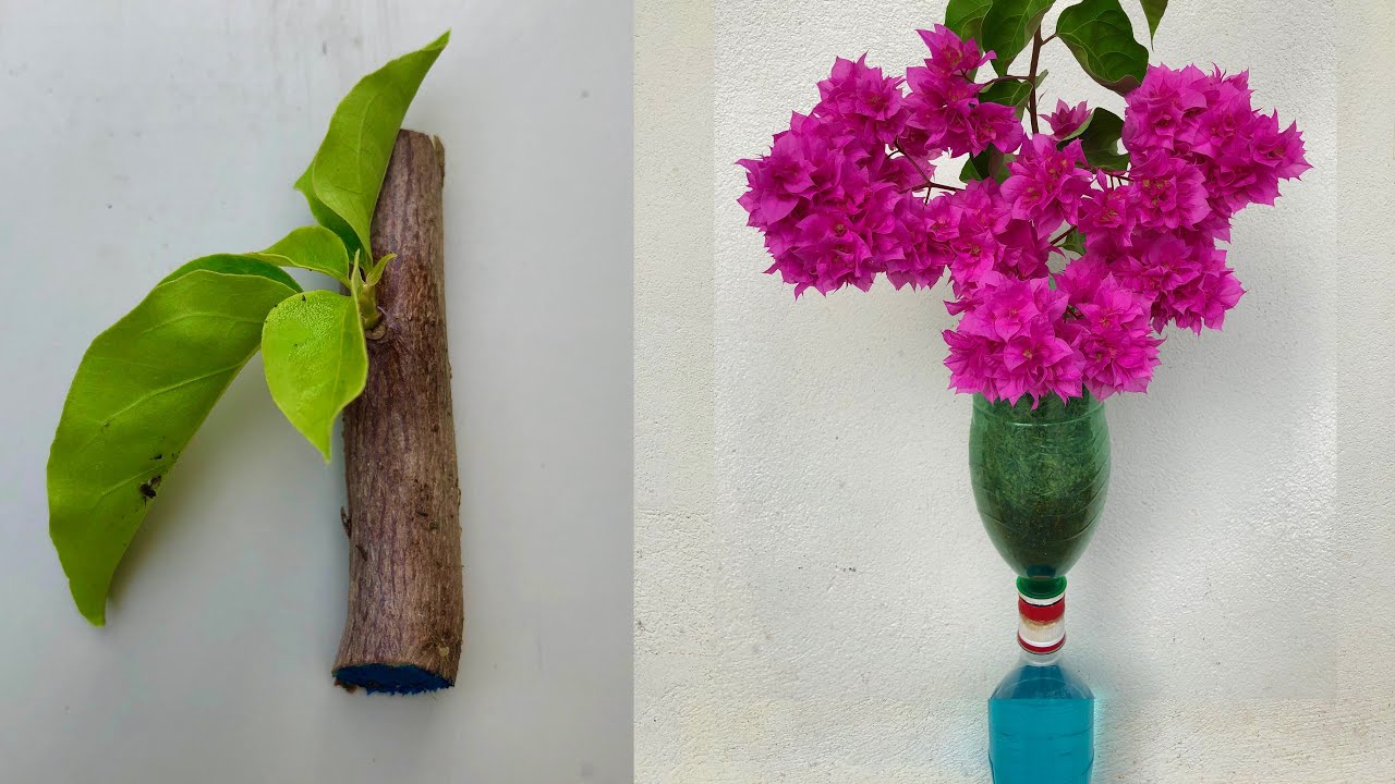 The method of growing paper flowers in a water-proof way helps the ...