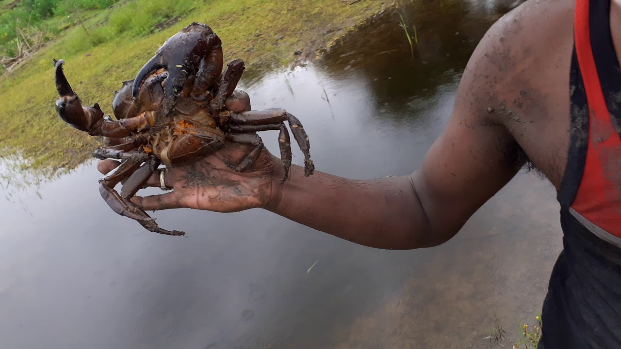 Crab catching pond - YouTube