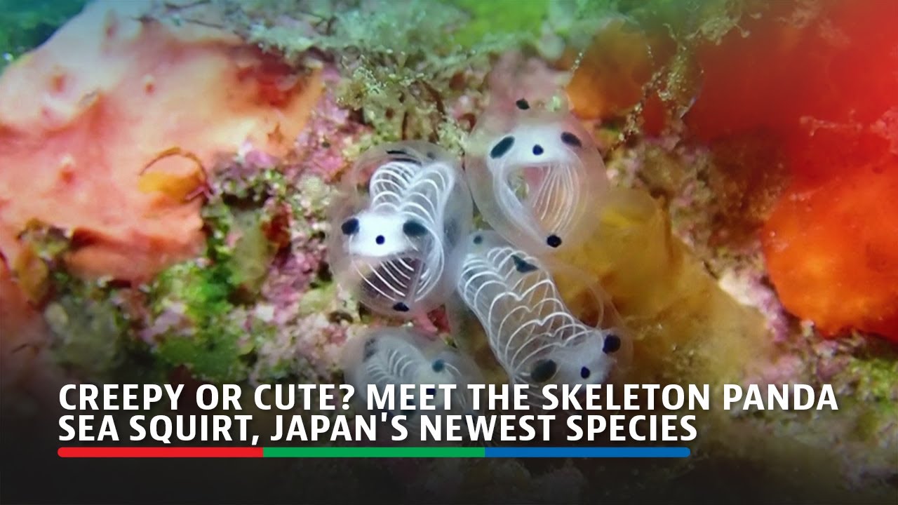 Creepy or cute? Meet the skeleton panda sea squirt, Japan's newest ...