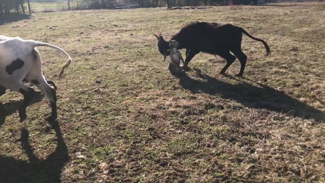 Hanging tree cowdog - YouTube
