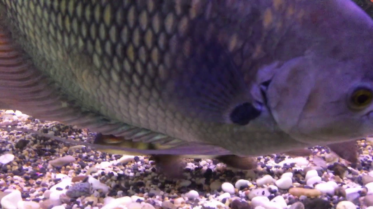 Giant Red Tail Gourami and Oscar Fish Family - YouTube