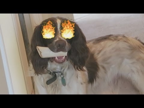 Miniminter DEMON DOG!! - YouTube