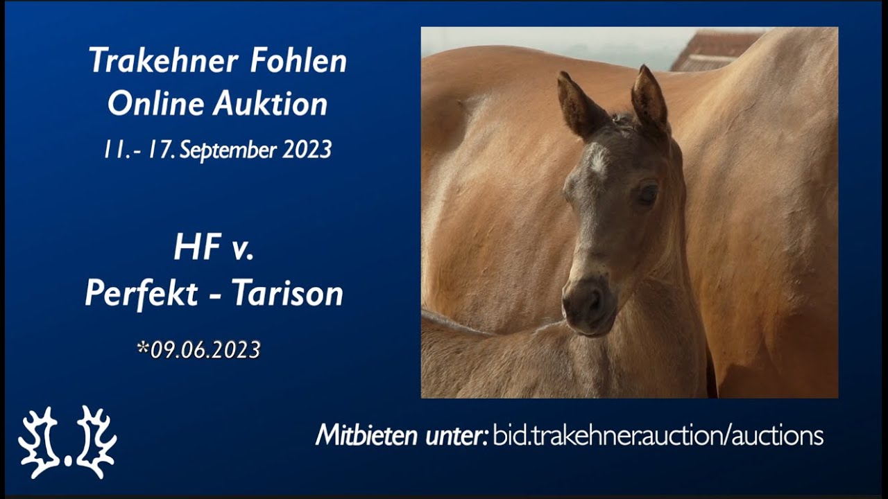 10 - Wilhelms Stolz - HF v. Perfekt - Tarison - YouTube
