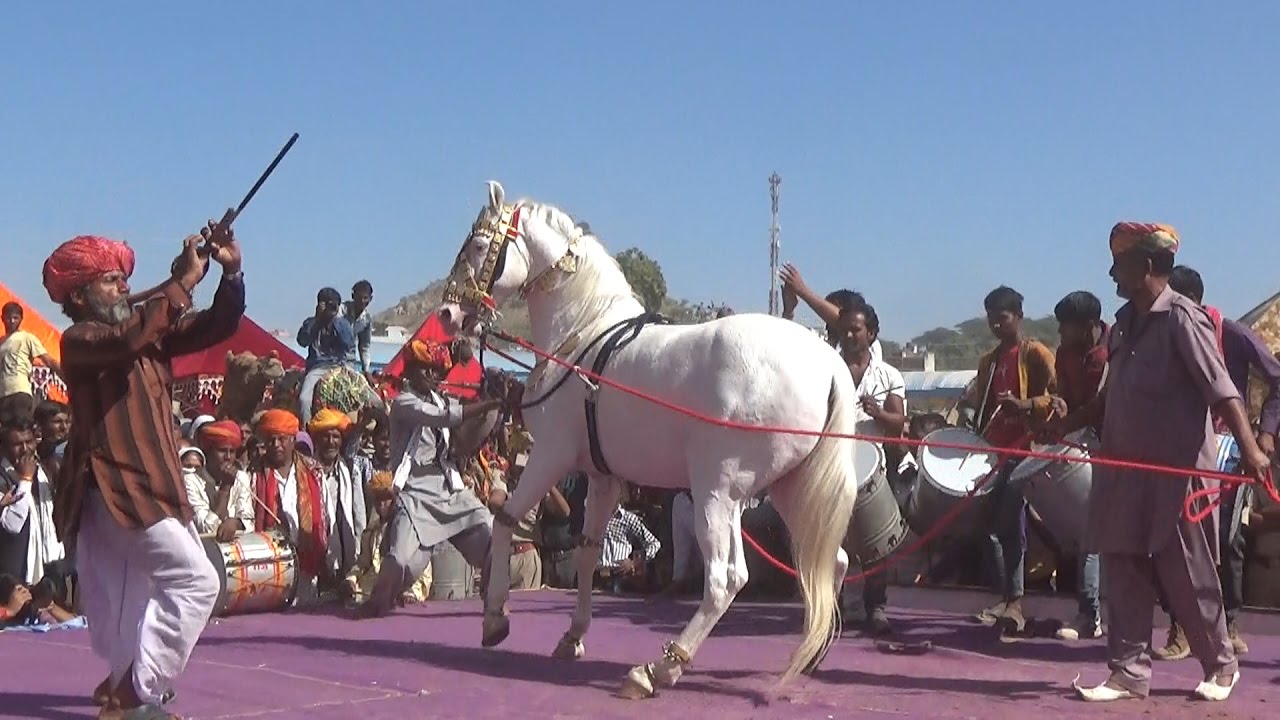 Horse Dance Competition at Pushkar Cattele Fair in Rajasthan 2016 ...