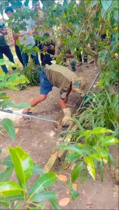 python, army catch python, brave #army #itpb #python #capf #ssb # ...