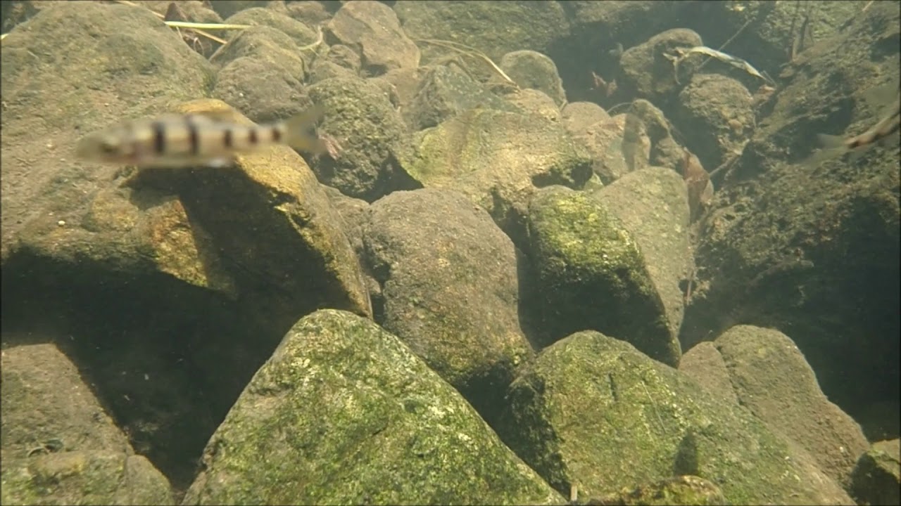 北江光唇魚 Acrossocheilus beijiangensis - YouTube