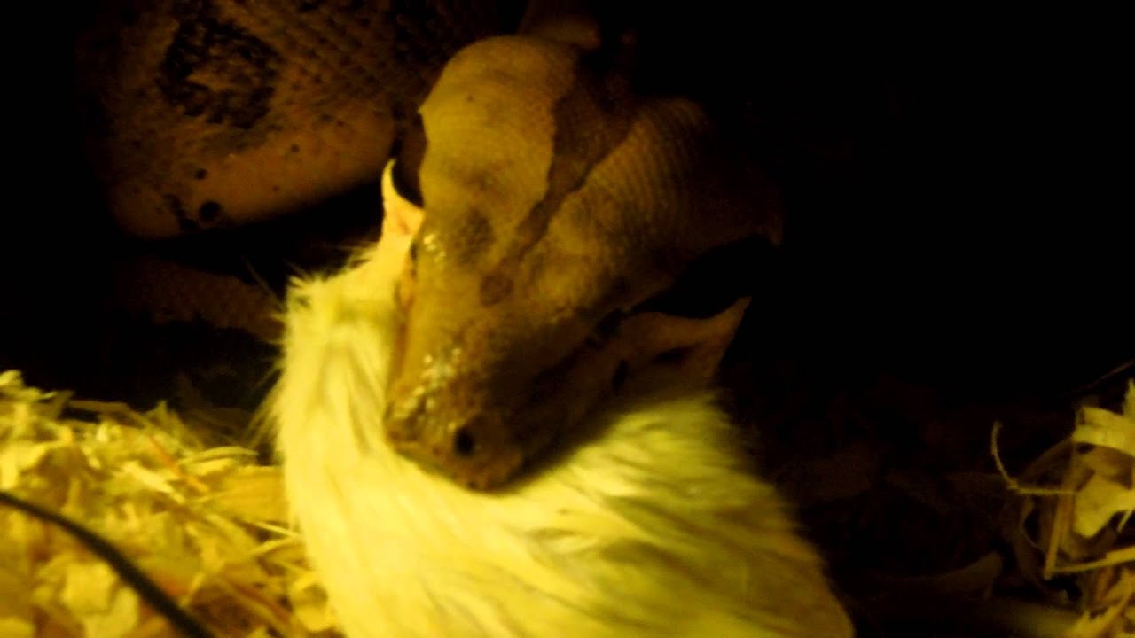 Sebastian eating medium rat - YouTube