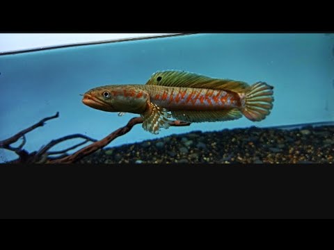 Channa Red Pulchra @WisnuAquatic - YouTube