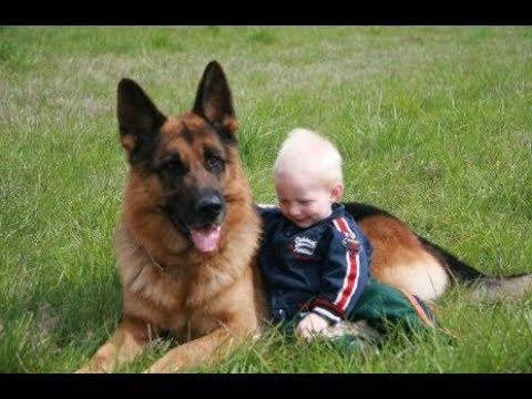 German Shepherd Protects Babies and Kids Compilation The best ...