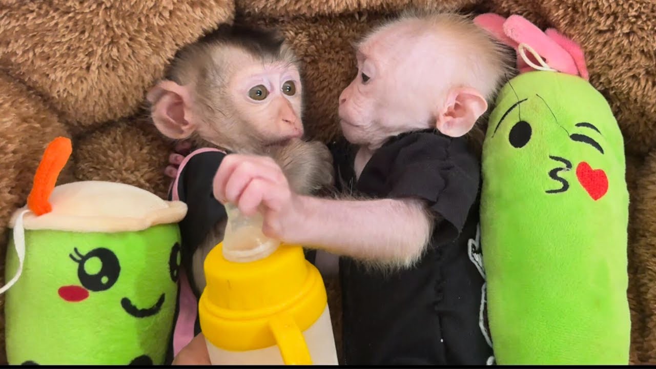 Baby monkey Ren looked intently at baby monkey Tom for fear of taking ...