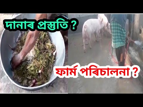 Assamese farm piggery, how to management in our piggery farm in Assam ...