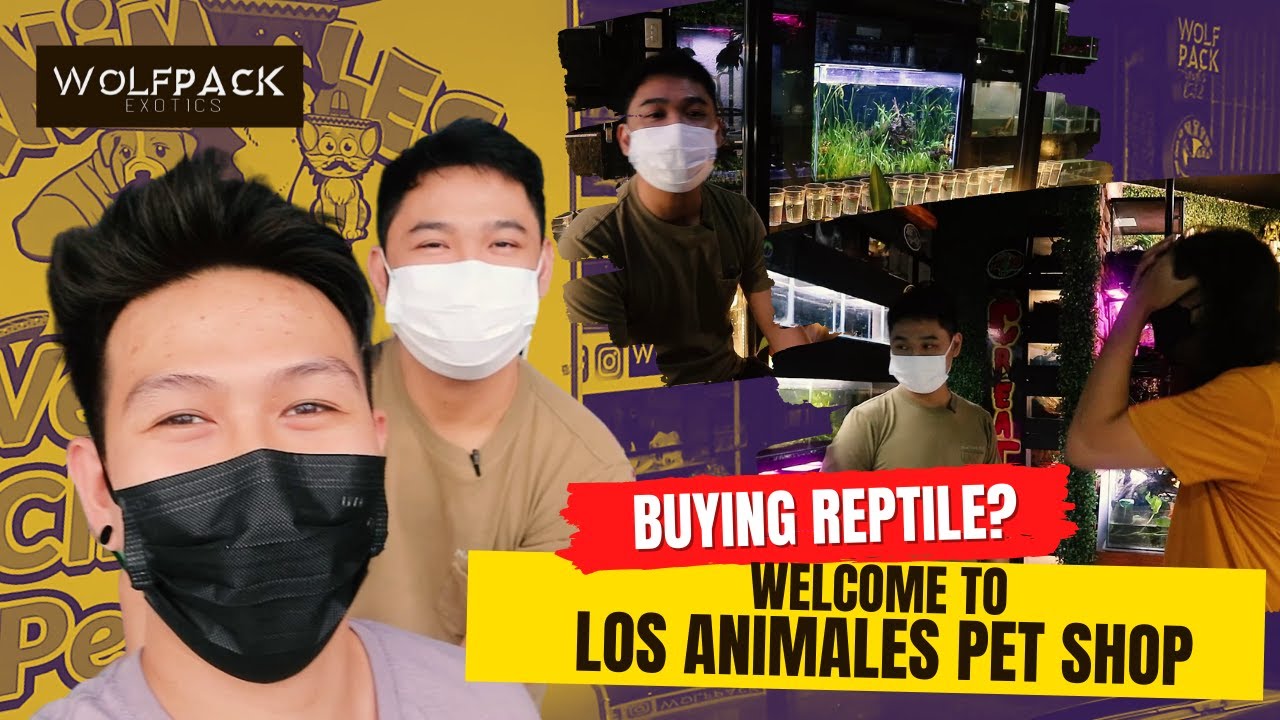 BUYING REPTILE? WELCOME TO LOS ANIMALES PET SHOP! | Wolfpack Exotics - YouTube