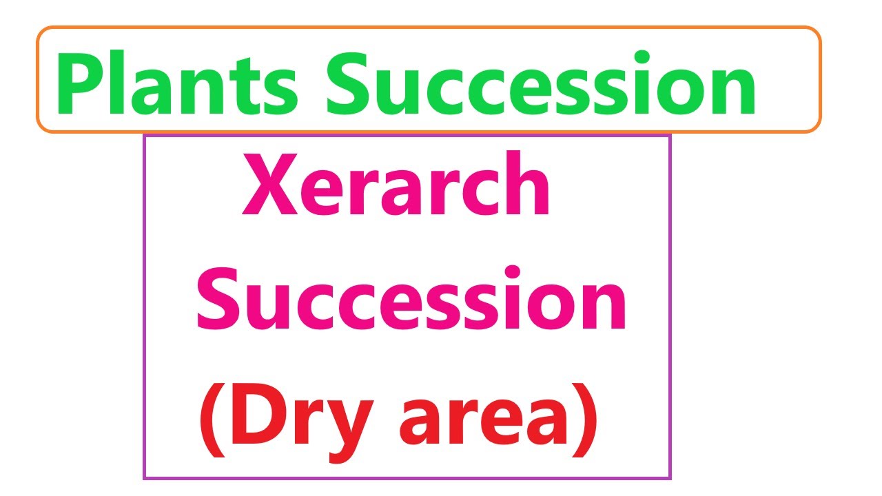 Xerarch Succession // Xeric condition to mesic condition //Bare rock to ...
