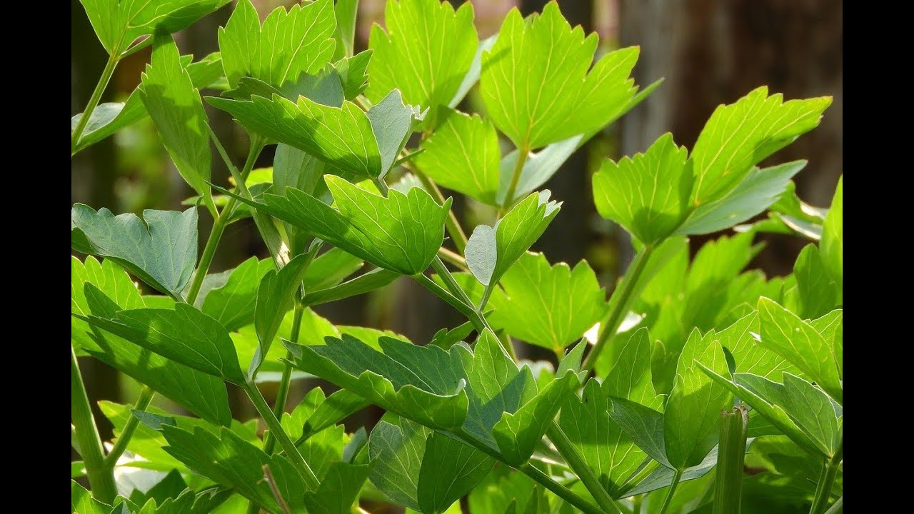 Miloduh, šta je to ? - YouTube